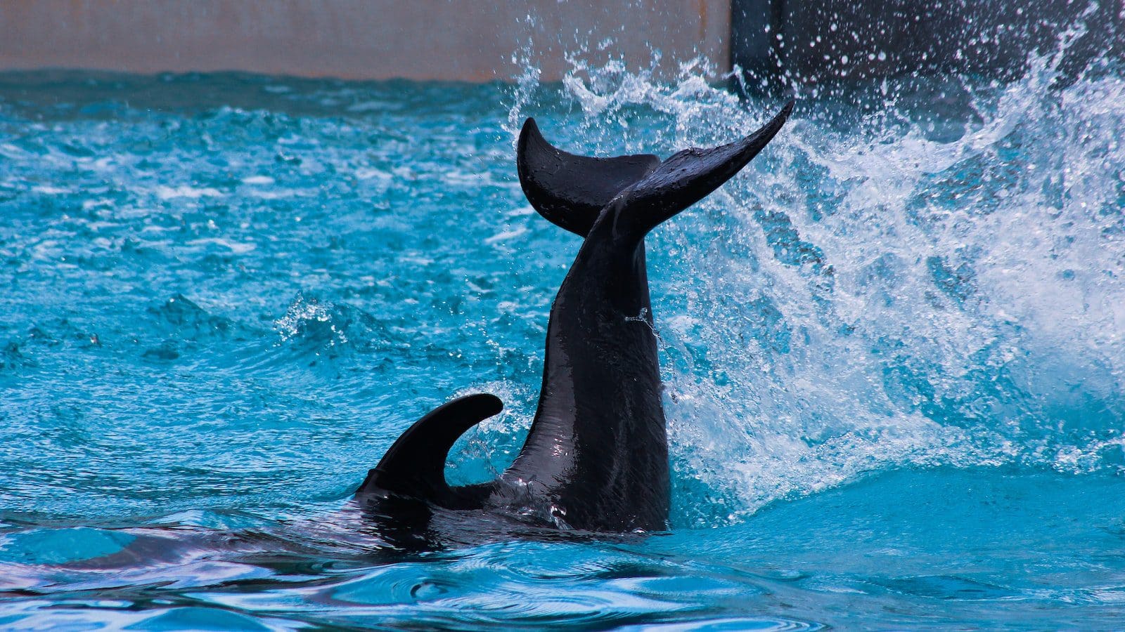 How To Get The Orca First Responder Discount